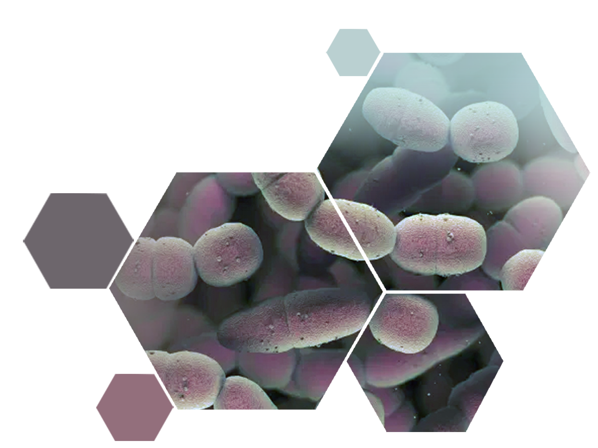 Strep A testing, pharyngeal pathogens lab | Infectious Disease Testing